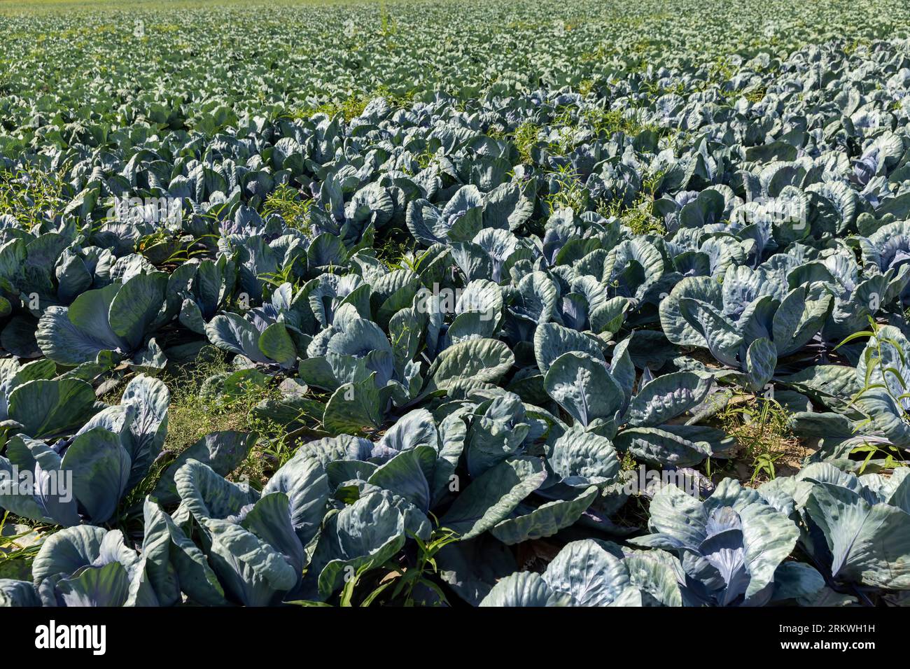 A field with a cabbage harvest in the summer season, growing a new ...