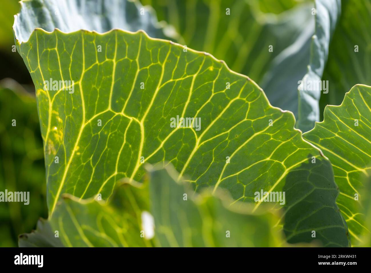 A field with a cabbage harvest in the summer season, a close-up of a ...
