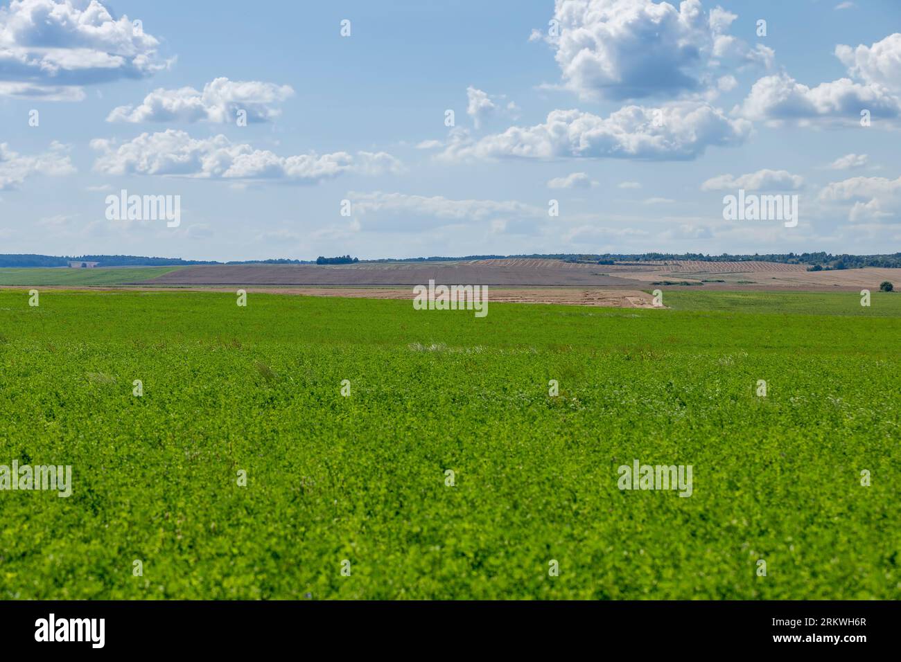 Green grass growing in the field in the summer, nature in the summer ...
