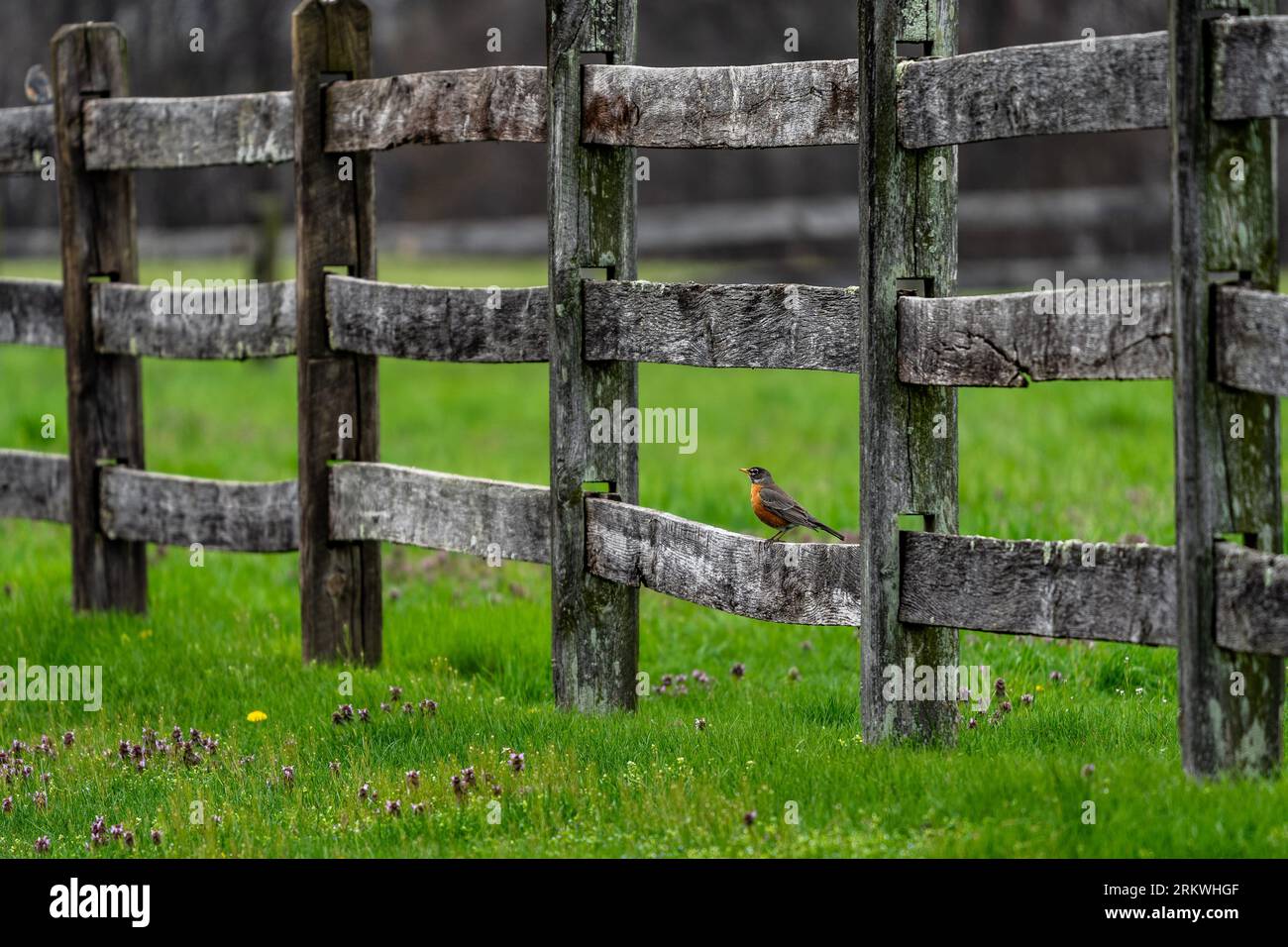 A small robin bird perched atop a wooden fence in a rural setting in a ...