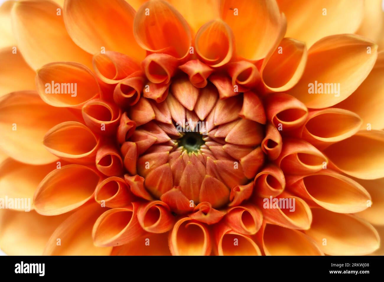 Dahlia orange and white hi-res stock photography and images - Alamy