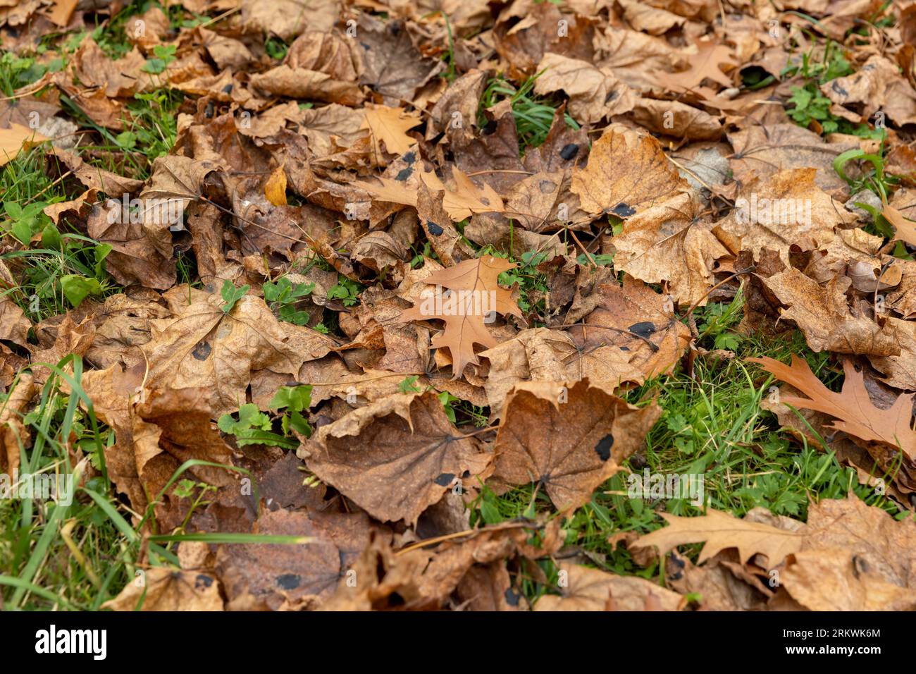 Autumn foliage on trees in Europe, changes in foliage color in the ...