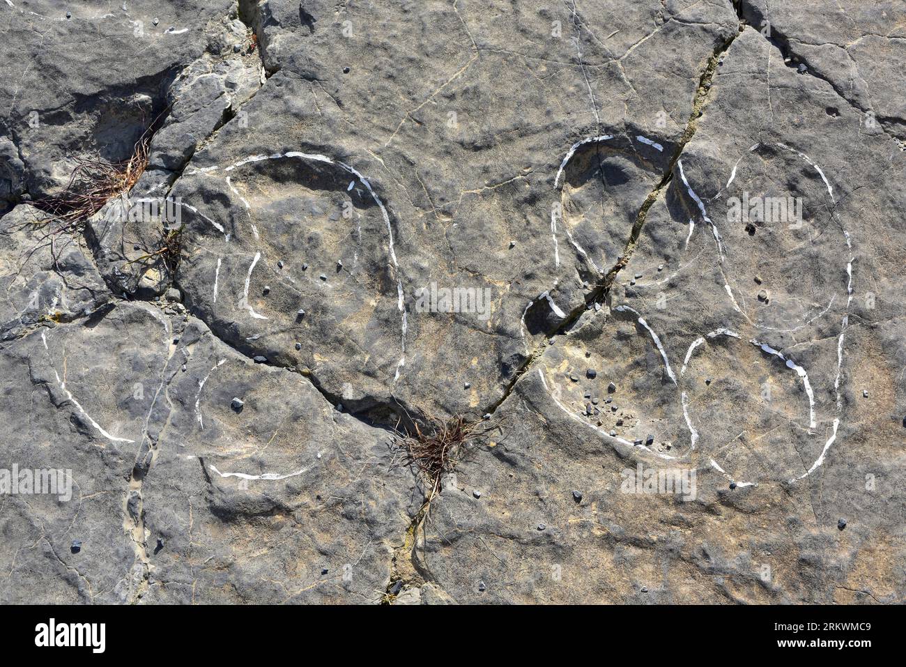 Ichnites or fossilized footprints of dinosaur. Era del Peladillo, Igea ...
