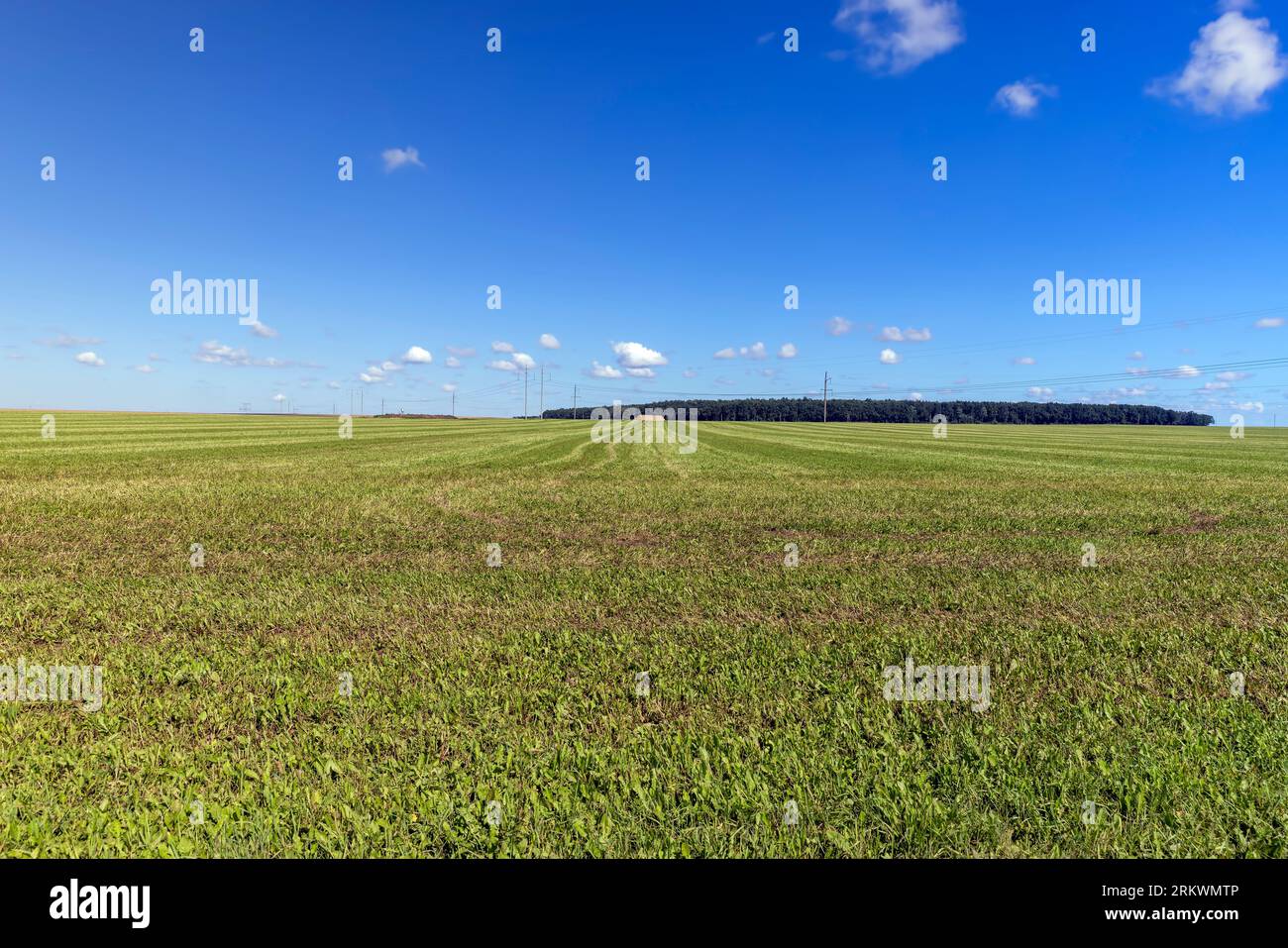 Green grass growing in the field in the summer, agricultural fields in ...