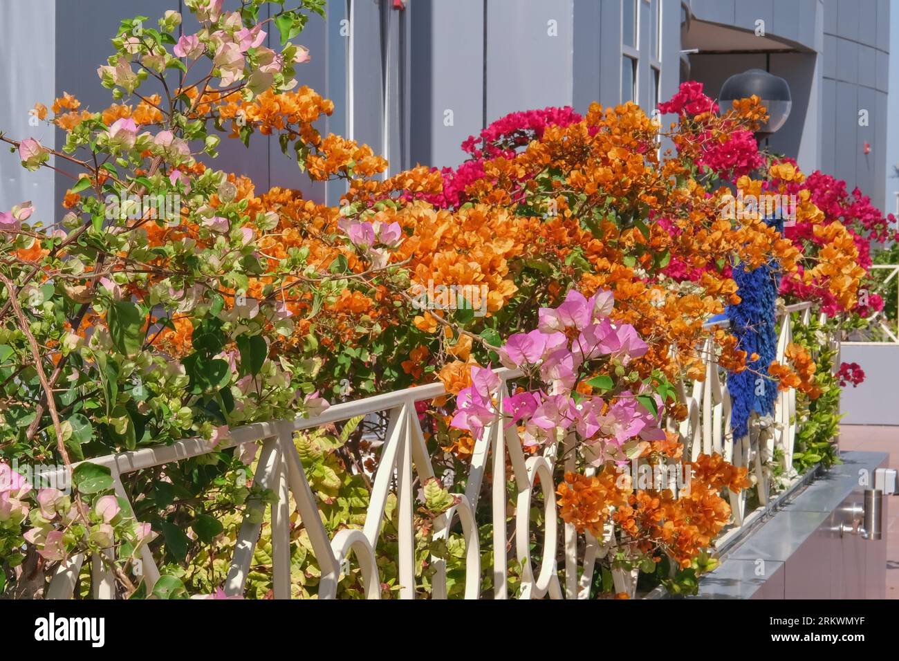 Blooming multi colored bougainvillea on balcony garden as floral ...