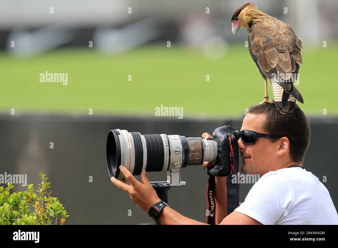Football hawk hi-res stock photography and images - Alamy