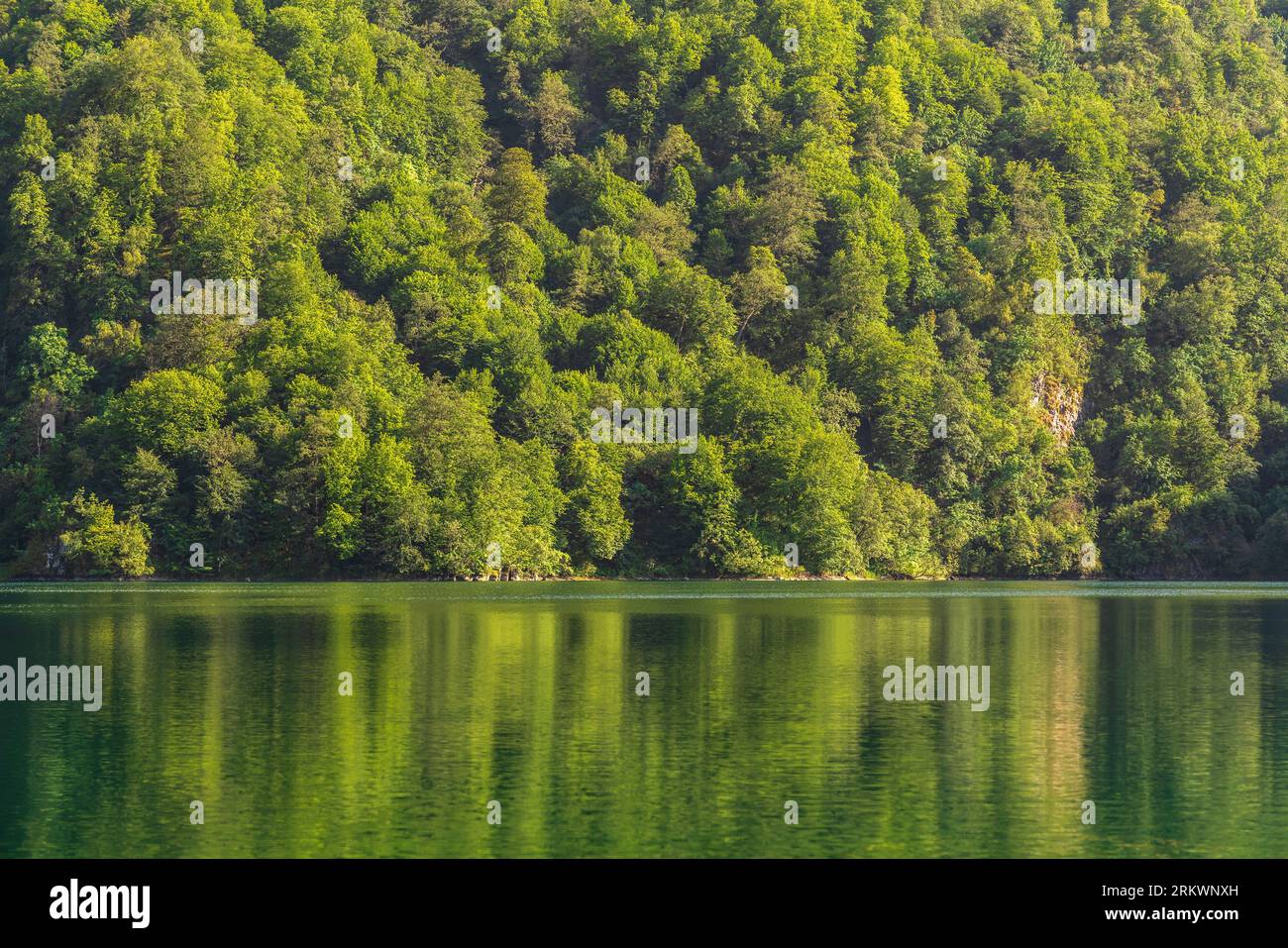 Woodland on steep hillside slope hi-res stock photography and images ...