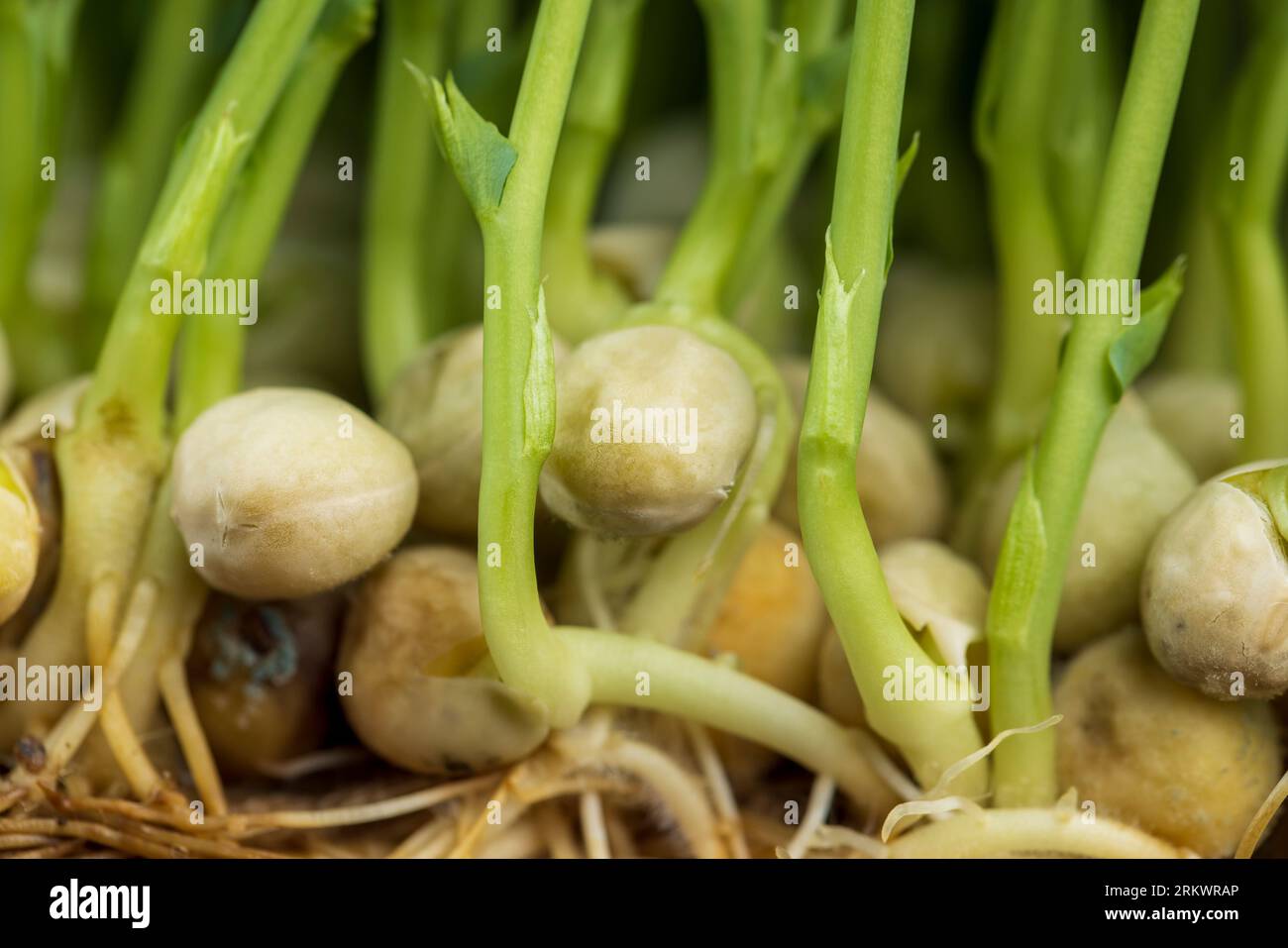 Root nodules hi-res stock photography and images - Alamy