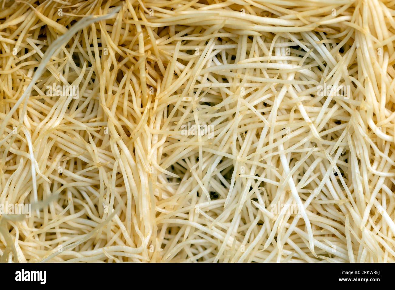 A large number of pea roots are light yellow in color, the thin root ...