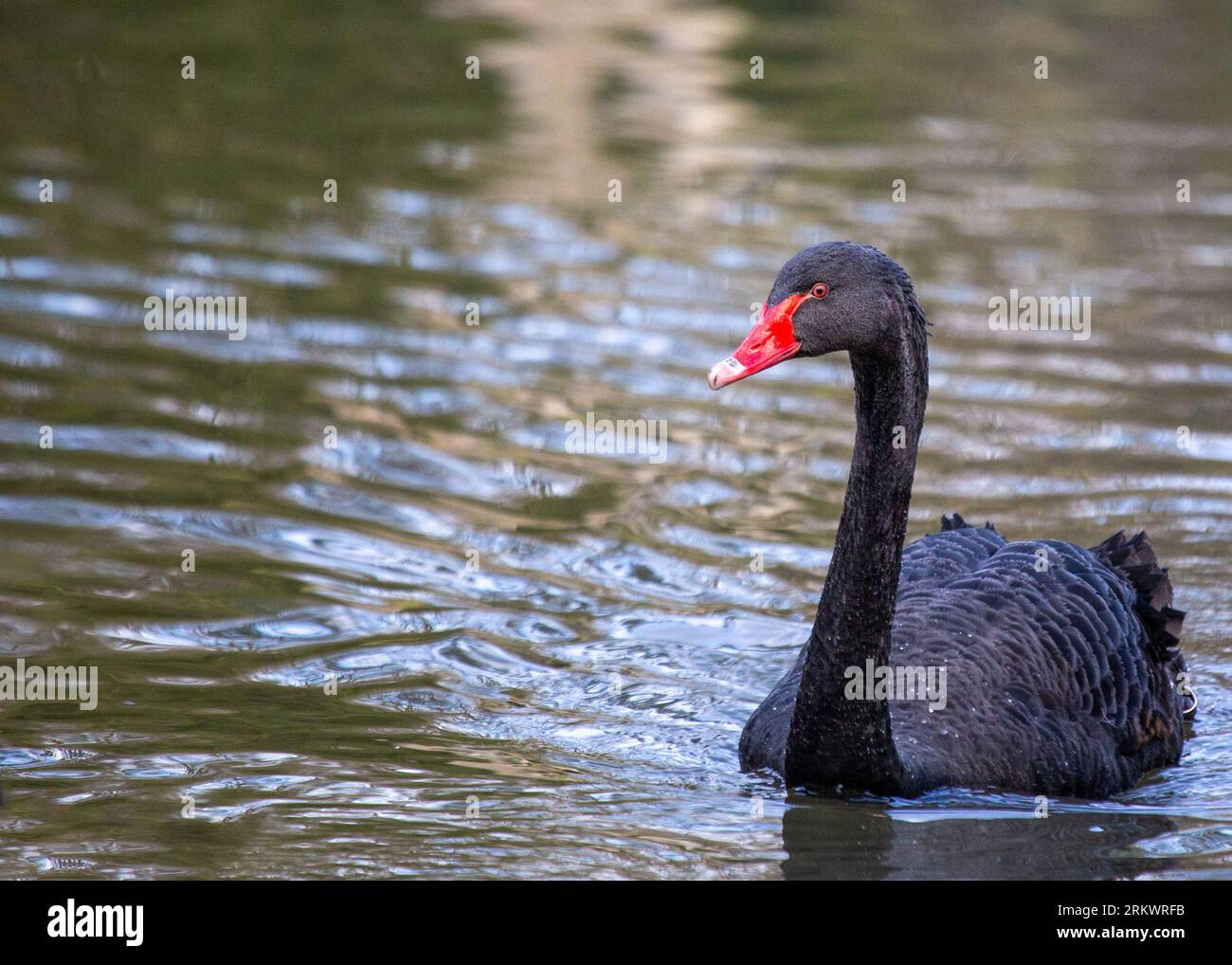 The Black Swan (Cygnus atratus) is a striking waterfowl native to ...