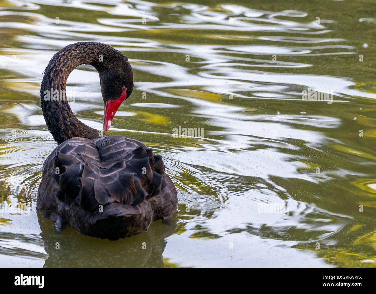 The Black Swan (Cygnus atratus) is a striking waterfowl native to ...