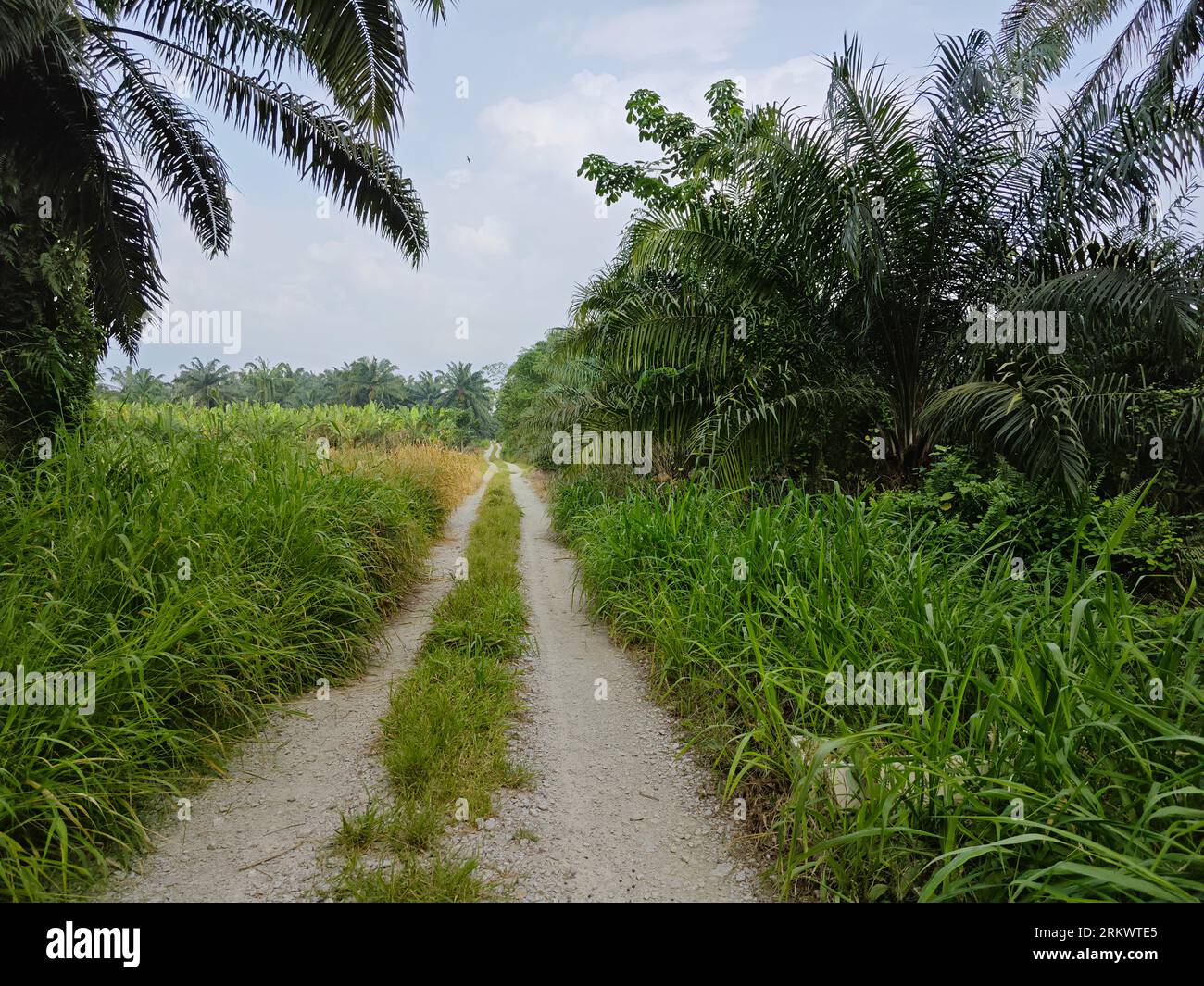 diminishing perspective pathway into the agriculture land Stock Photo - Alamy