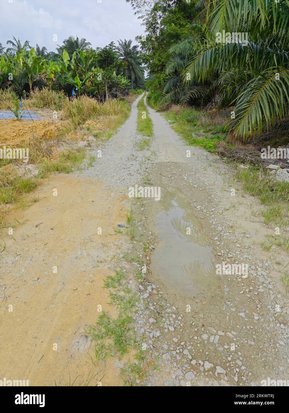 diminishing perspective pathway into the agriculture land Stock Photo - Alamy