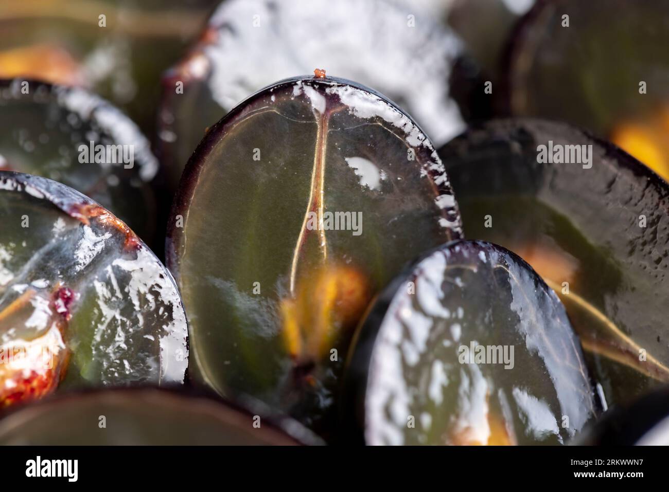 sweet ripe black grapes cut in half, wet dark grapes cut into pieces ...