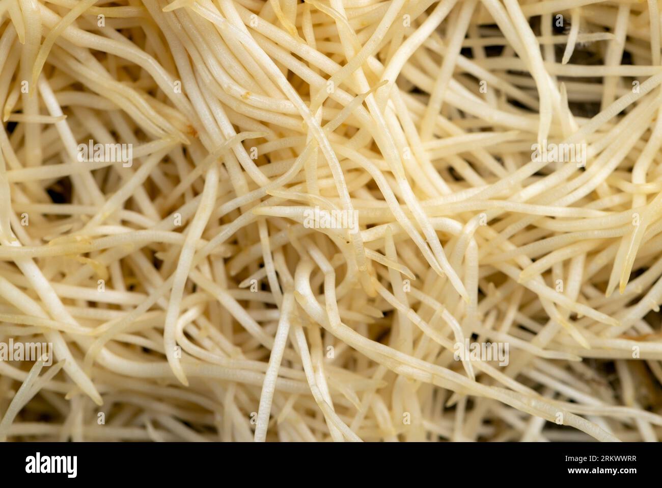 A large number of pea roots are light yellow in color, the thin root ...