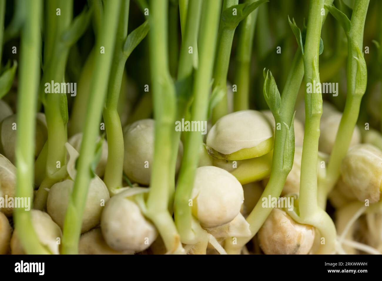 A large number of pea roots are light yellow in color, the thin root ...
