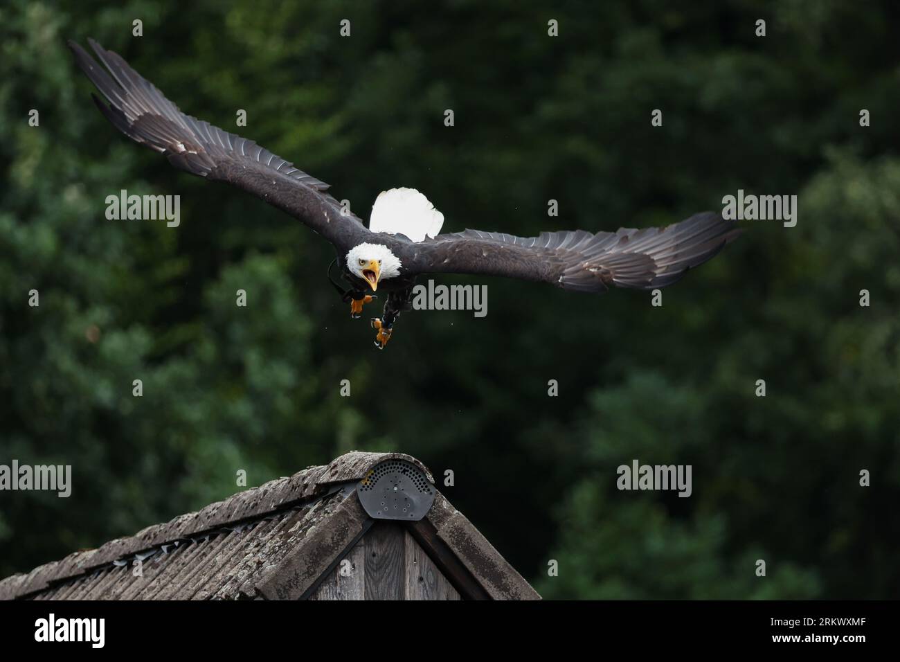 Detmold, Germany. 16th Aug, 2023. A bald eagle flies over the grounds ...