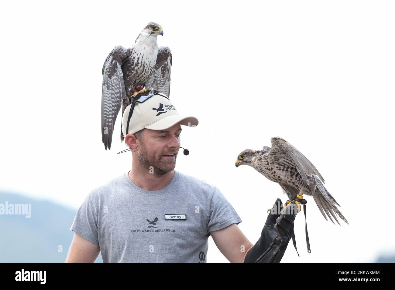 Detmold, Germany. 16th Aug, 2023. A Laggar falcon (l) and a Lanner ...