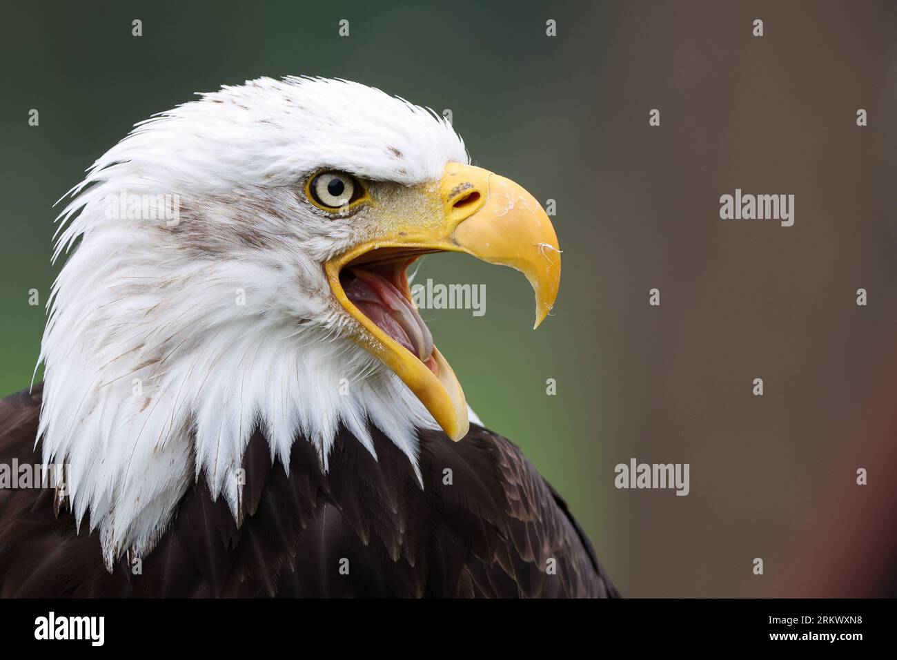 Different Eagle Species