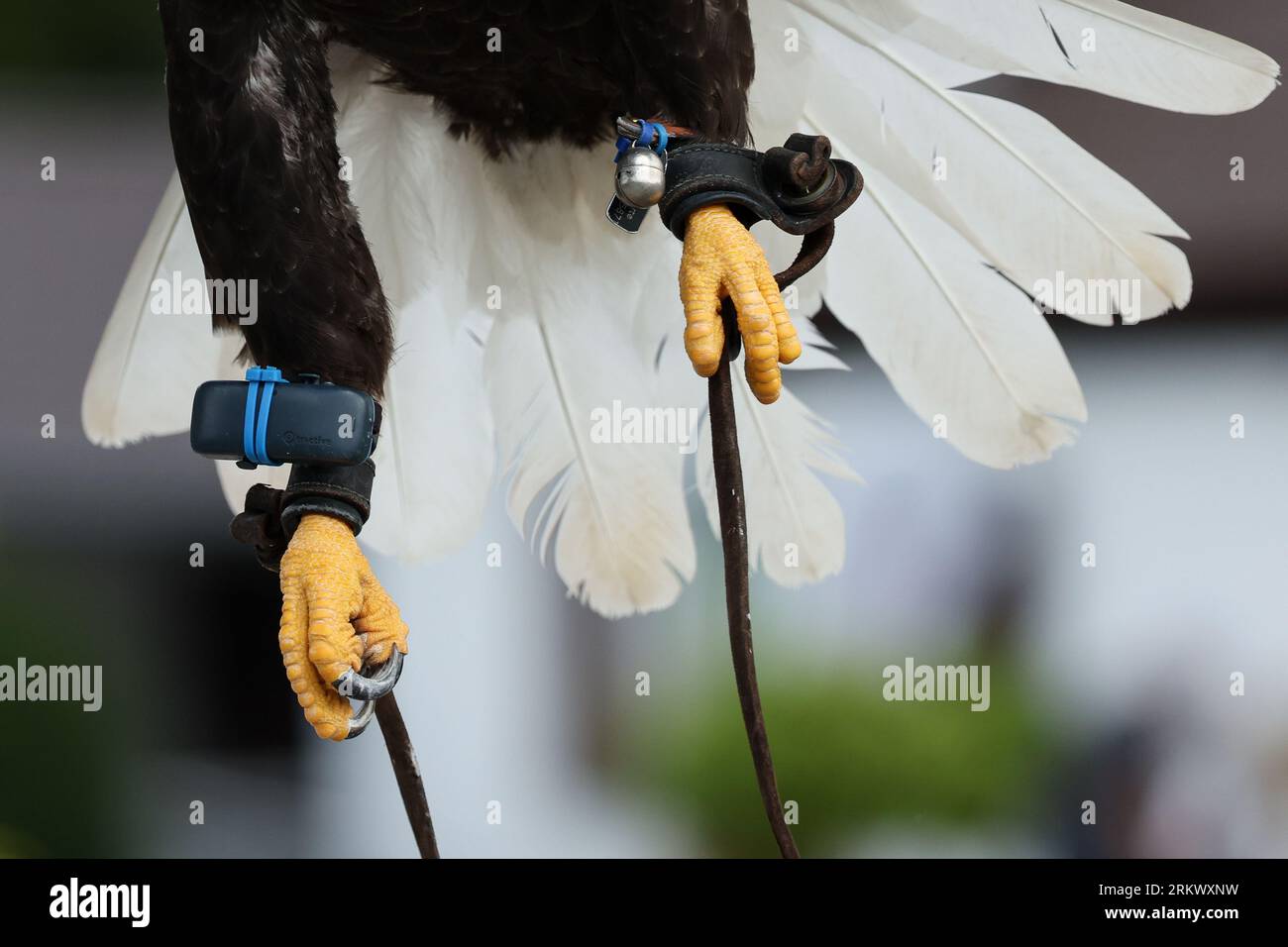 Detmold, Germany. 16th Aug, 2023. A bald eagle with tracking device ...