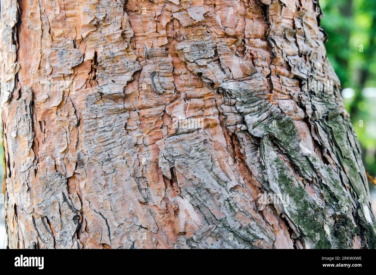 Tree trunk and bark texture, close view Stock Photo - Alamy