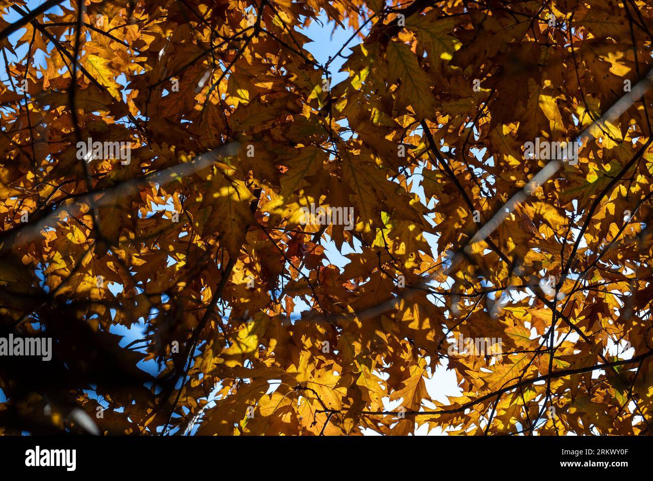 Orange oak foliage close-up, oak trees with falling foliage in the ...