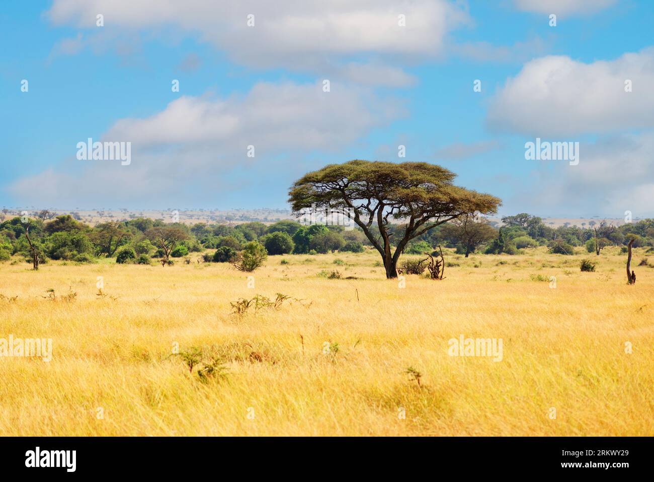 Umbrella Acacia, Umbrella Tree, Schirmakazie, in Serengeti National ...