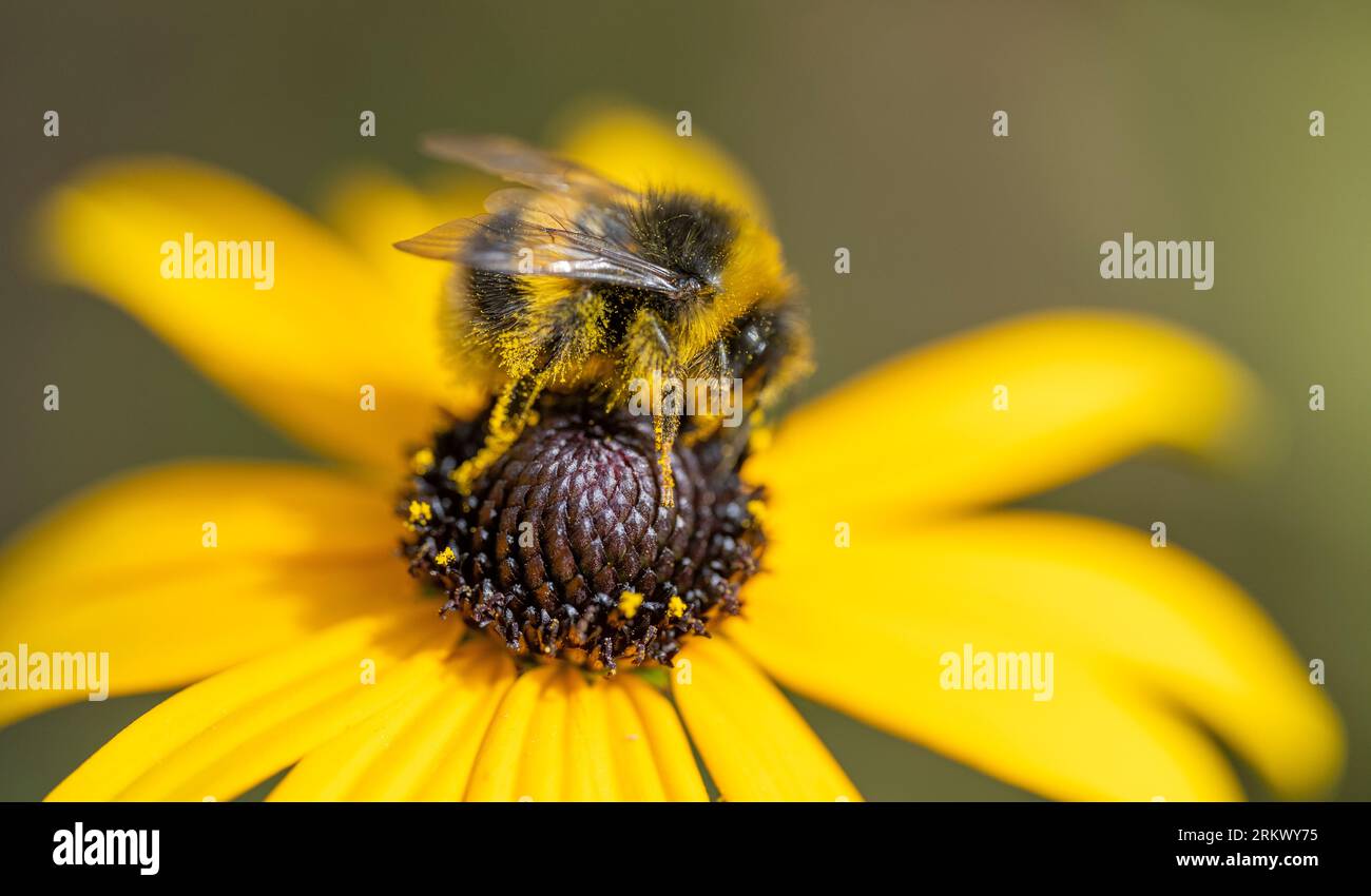 White-tailed bumblebee (Bombus lucorum) dusted with pollen on Rudbeckia ...