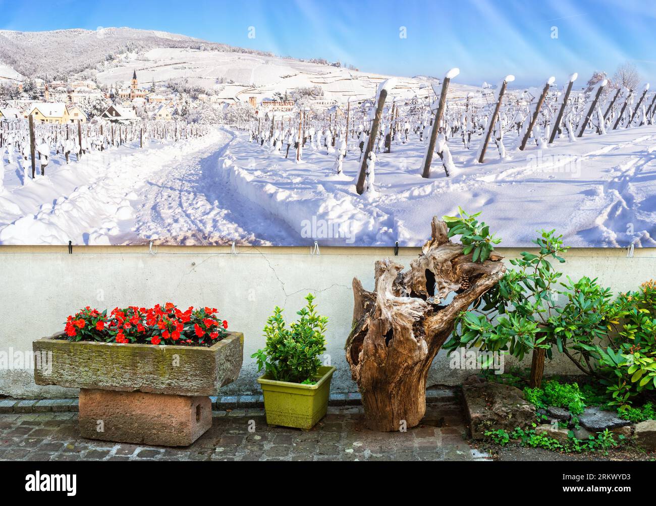 Alsace vineyard winter hi-res stock photography and images - Alamy