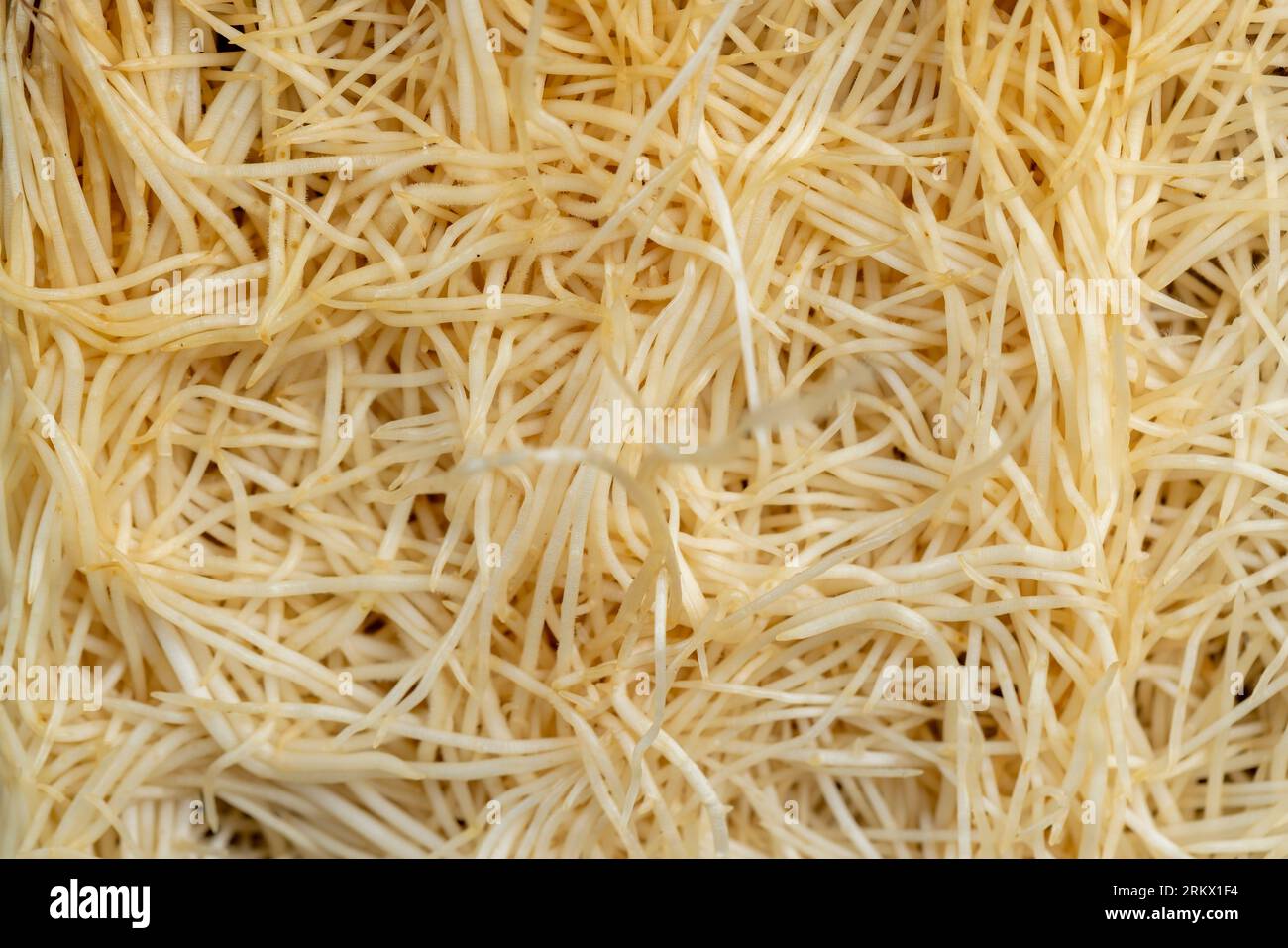 A large number of pea roots are light yellow in color, the thin root ...