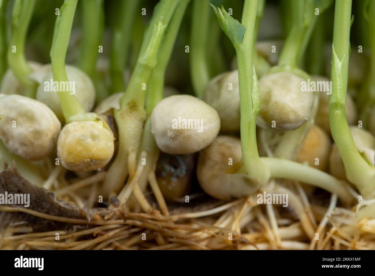 A large number of pea roots are light yellow in color, the thin root ...