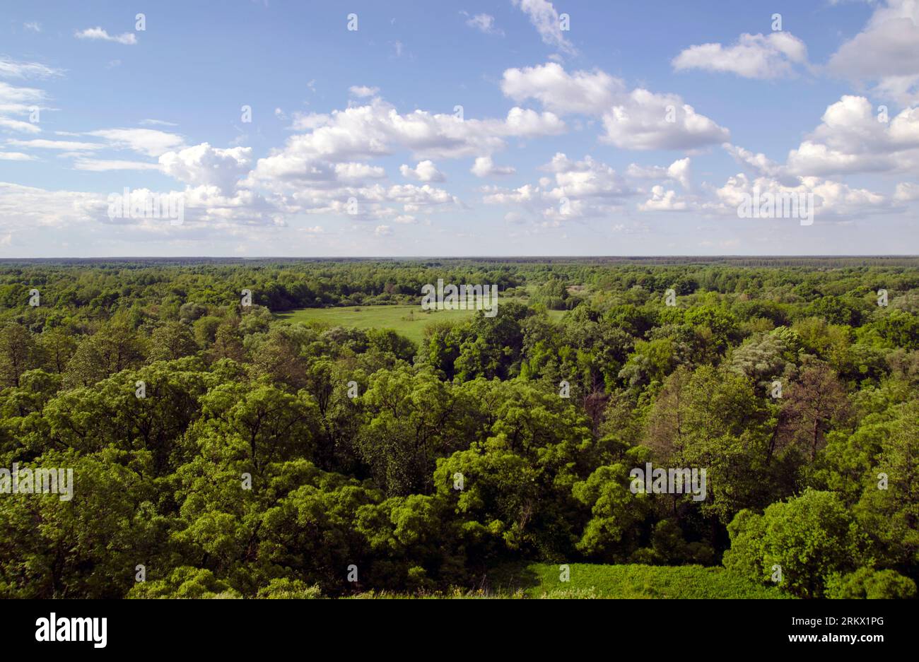 Russian forest with many trees and fields. White clouds flying in deep ...