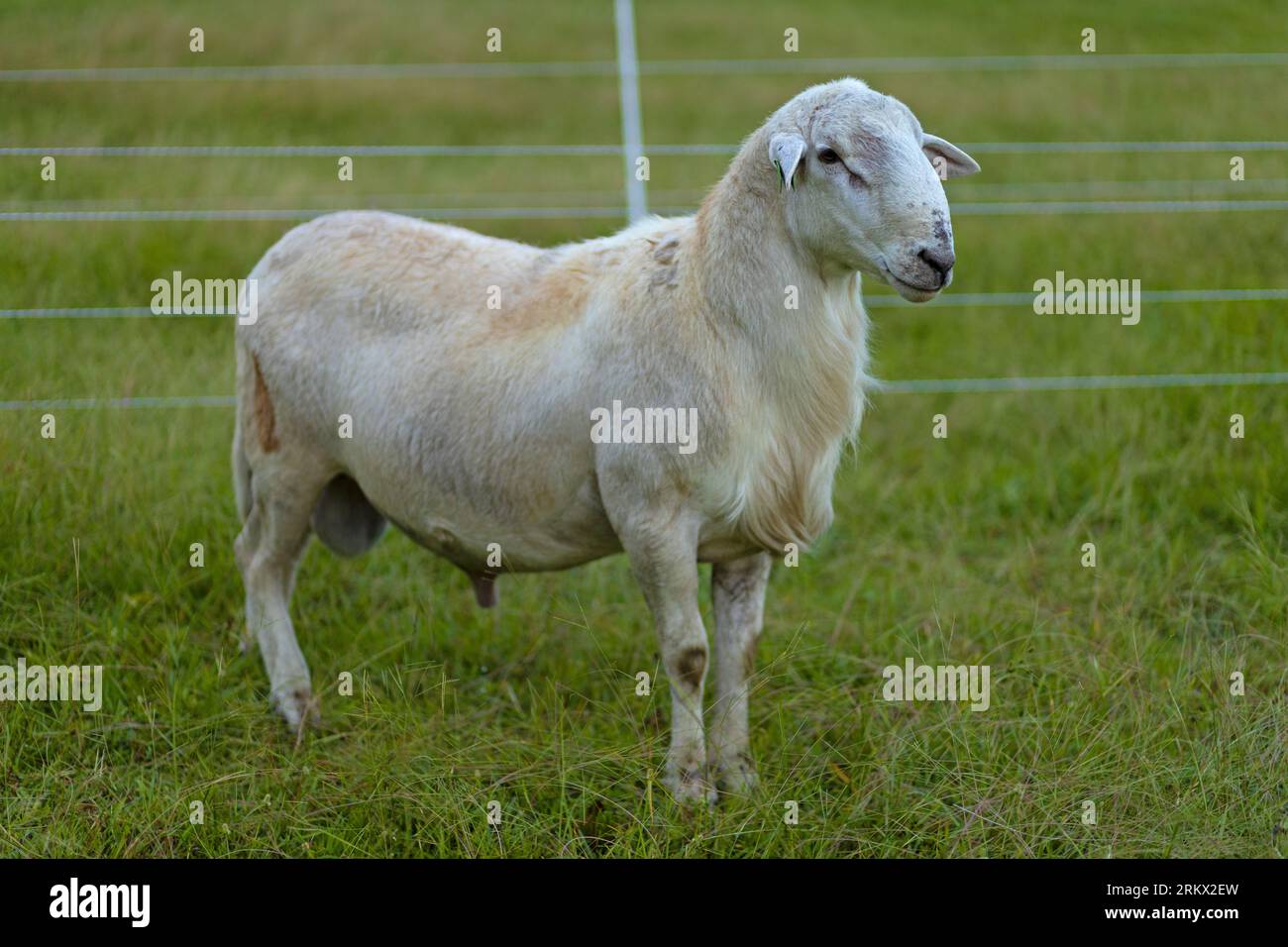 Very large Katahdin sheep ram just after sunseet on the green grass in ...