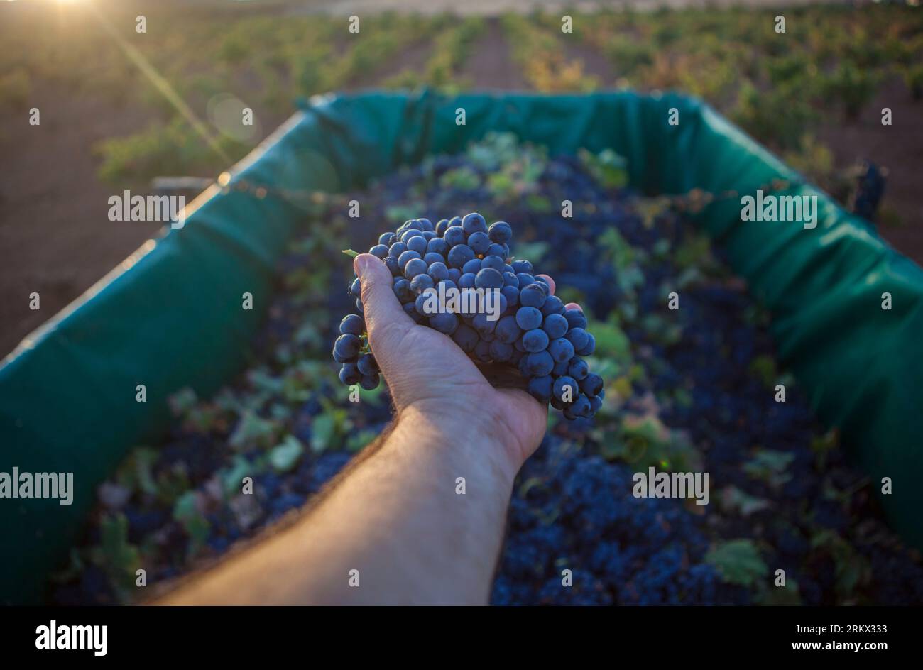 Hand harvesting of grapes hi-res stock photography and images - Alamy
