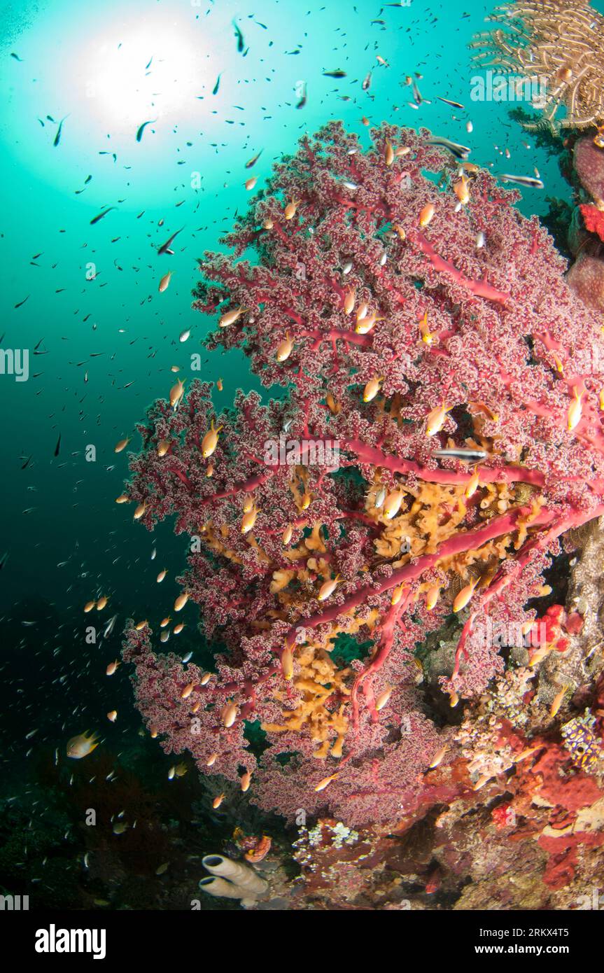 Anthias, Pseudanthias sp, around Sea Fan, Melithaea sp, with sun in ...