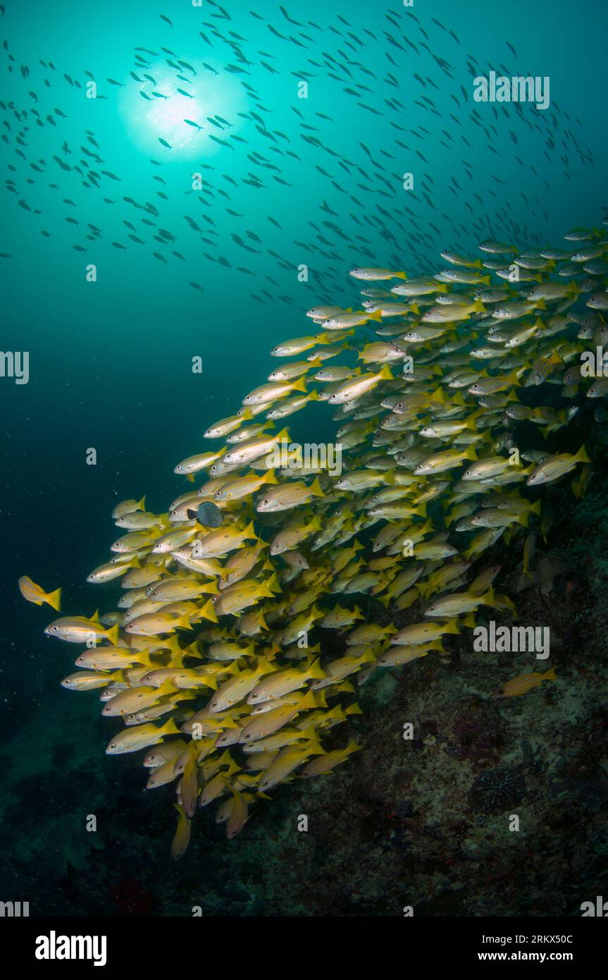 School of Bigeye Snapper, Lutjanus lutjanus, with sun in background ...