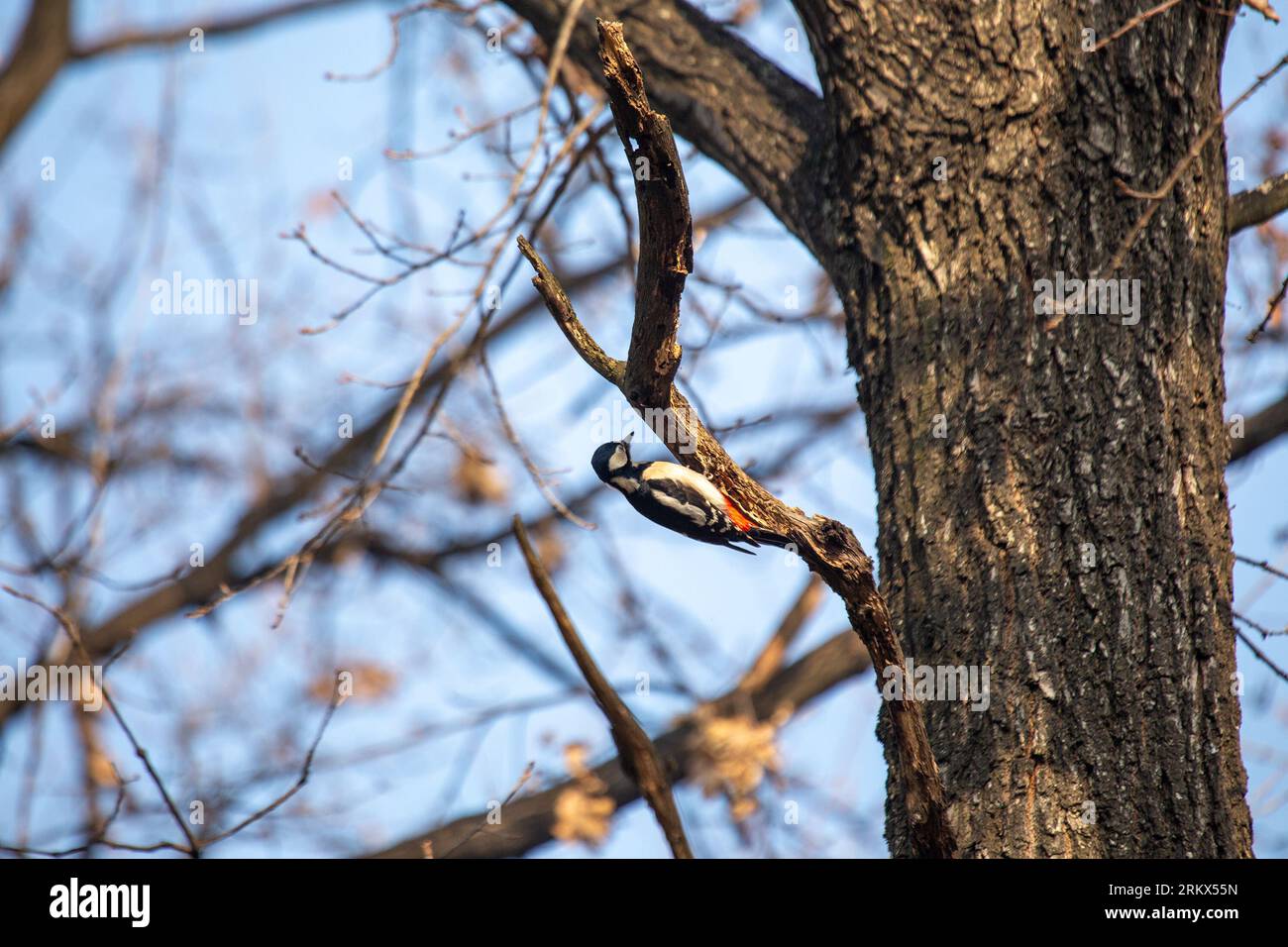 The Great Spotted Woodpecker (Dendrocopos major) is a striking European ...