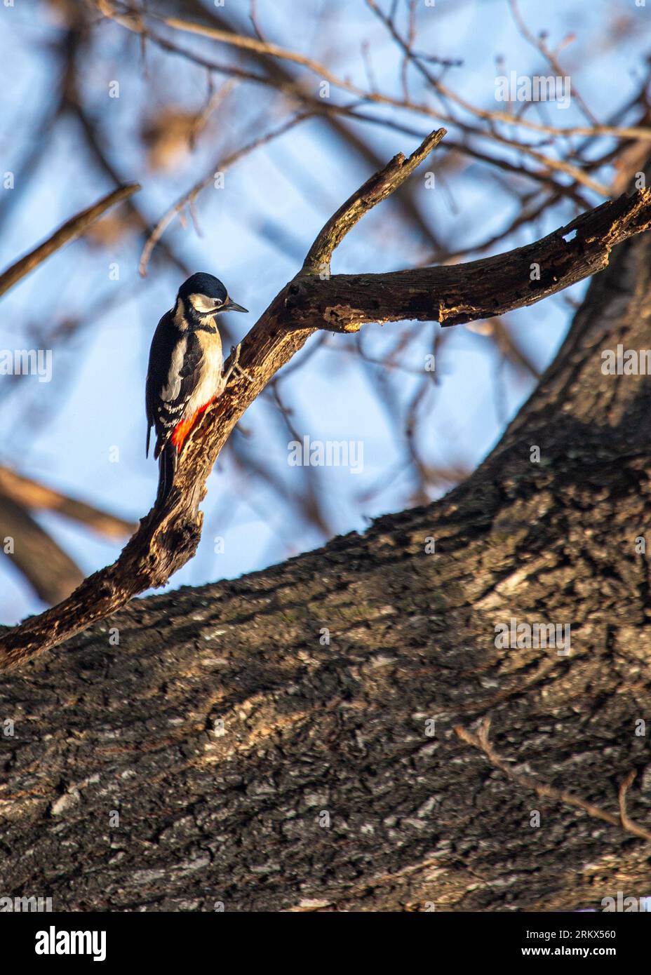 The Great Spotted Woodpecker (Dendrocopos major) is a striking European ...