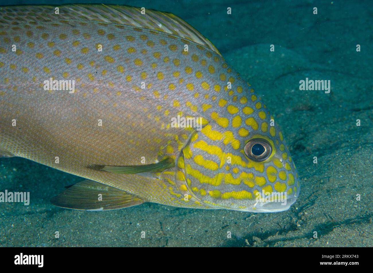 Painted Sweetlips, Diagramma pictum, Jemeluk Bay Gallery dive site ...