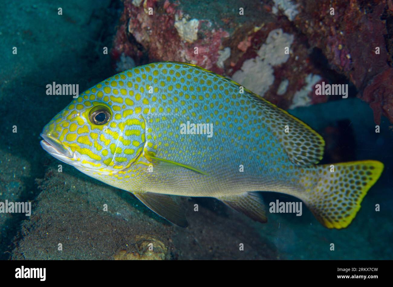Painted Sweetlips, Diagramma pictum, Jemeluk Bay Gallery dive site ...