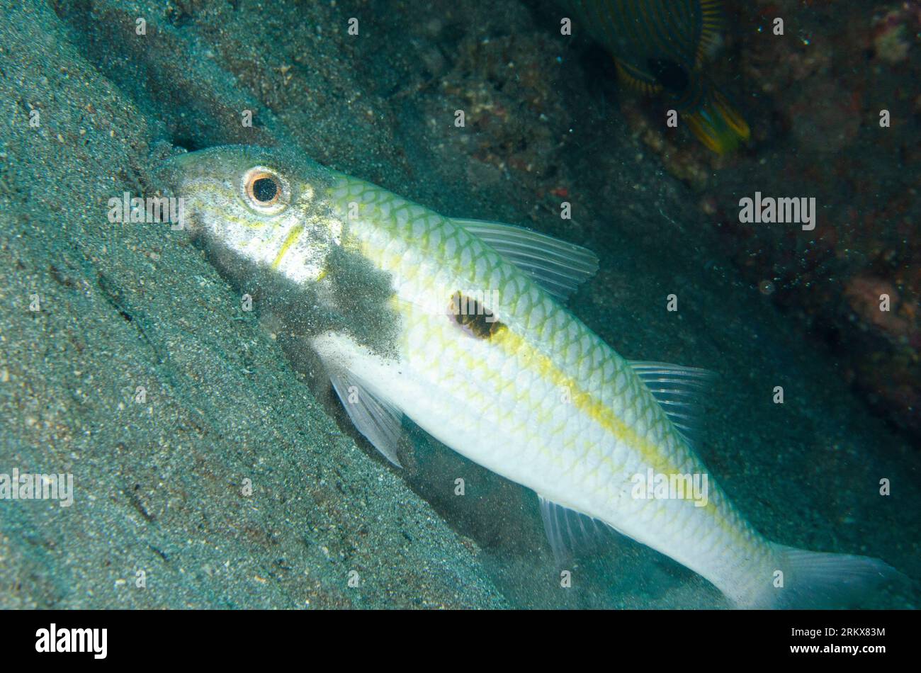 Yellowstripe Goatfish, Mulloidichthys flavolineatus, Jemeluk Bay ...