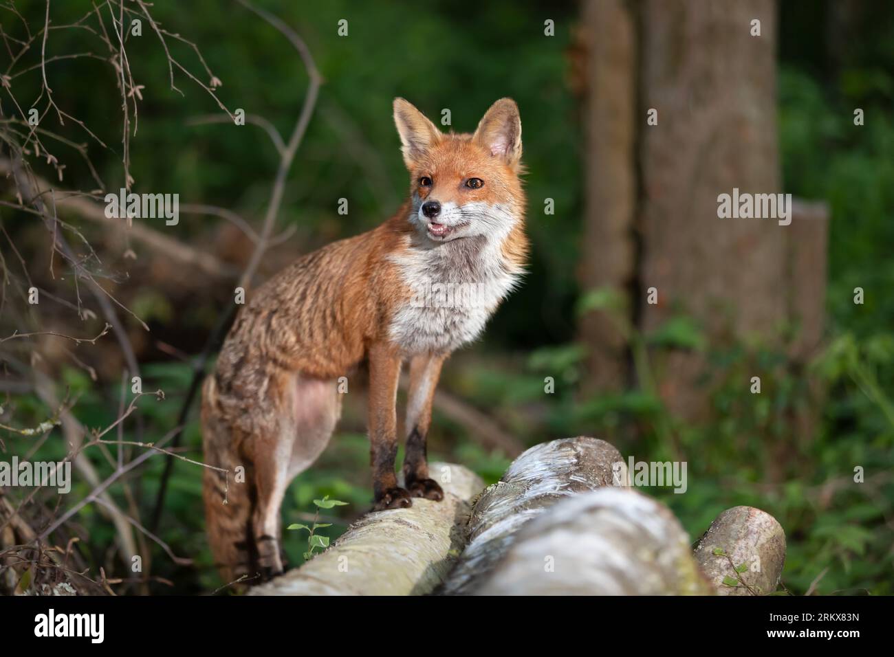 Red fox on a fallen tree hi-res stock photography and images - Alamy