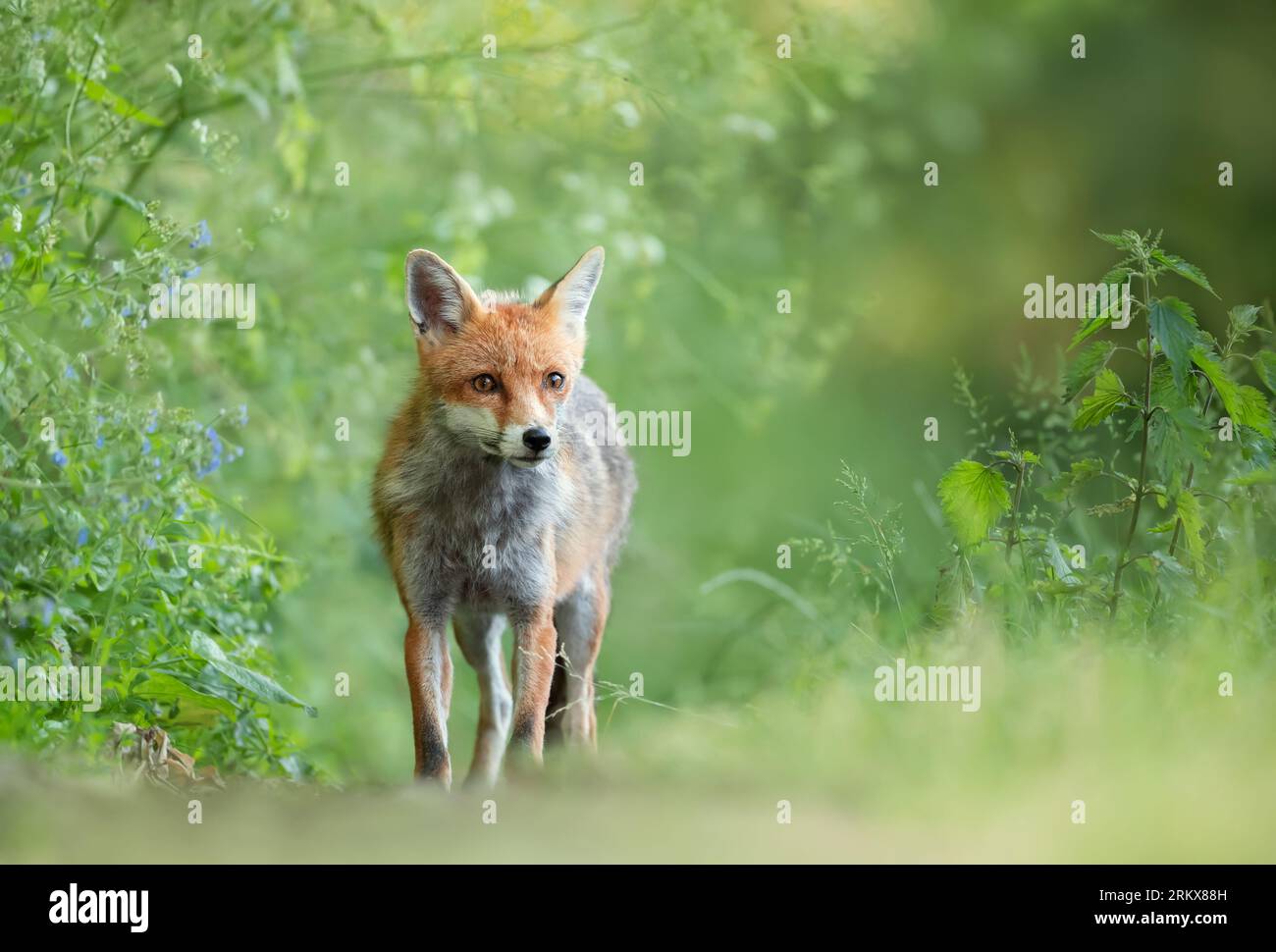 Fox vulpes vulpes in a meadow hi-res stock photography and images - Alamy