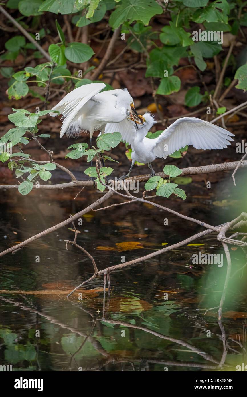 An Intermediate Egret, feeding a ravenous fledgeling with a gullet full ...