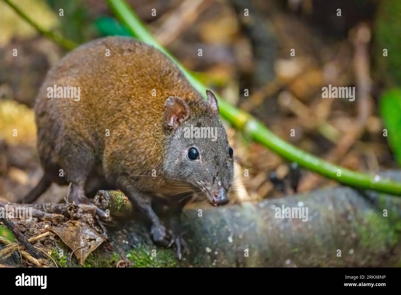 Durrgim yuri hi-res stock photography and images - Alamy