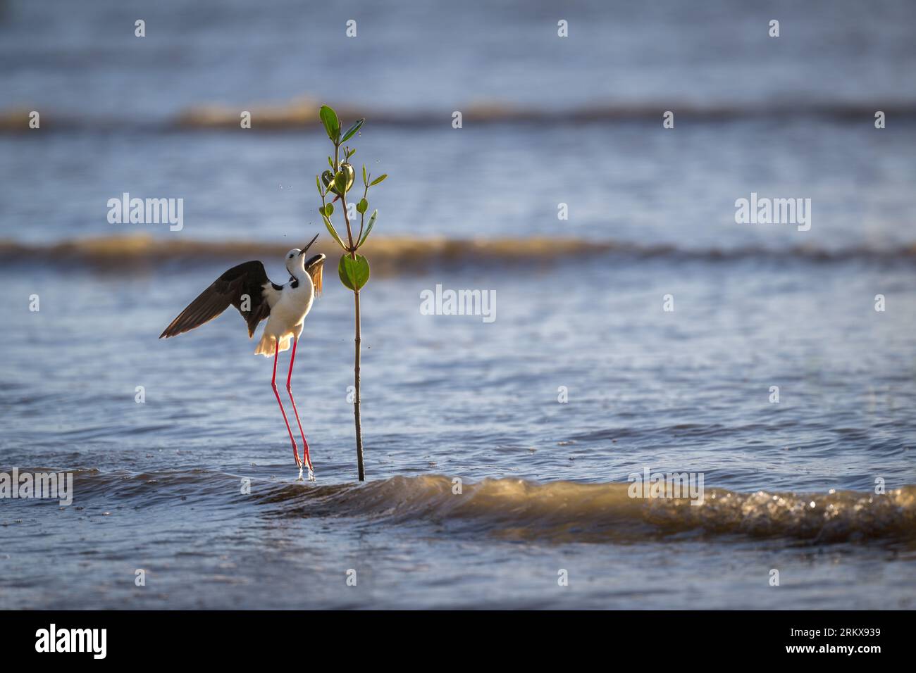 A single Black-winged Stilt with keen eyesight excellent reflexes is ...