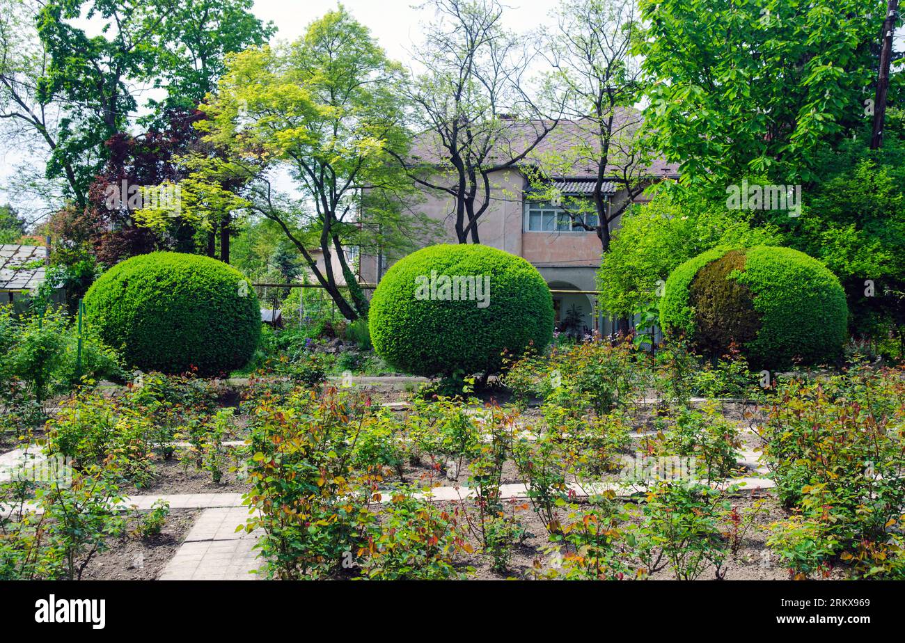 Round shaped bush hi-res stock photography and images - Alamy