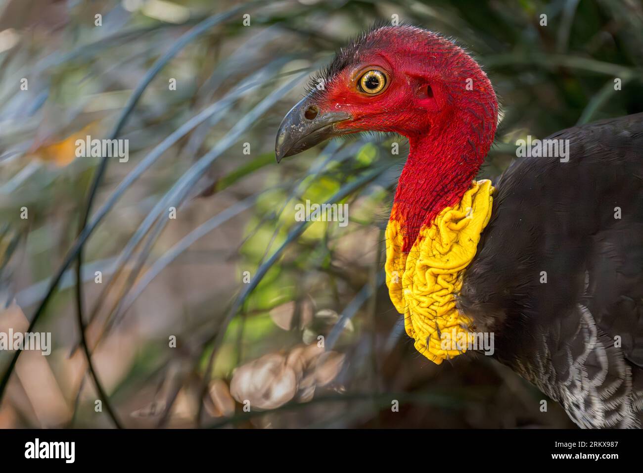 A vibrant head-shot, closeup portrait of a male Australian Brush Turkey ...