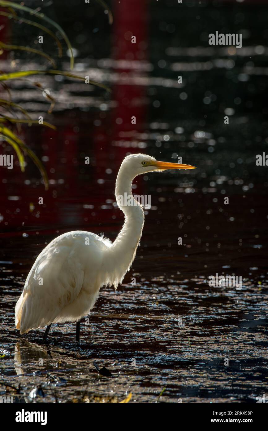 A backlit Intermediate Egret is rimmed by early morning light whilst ...