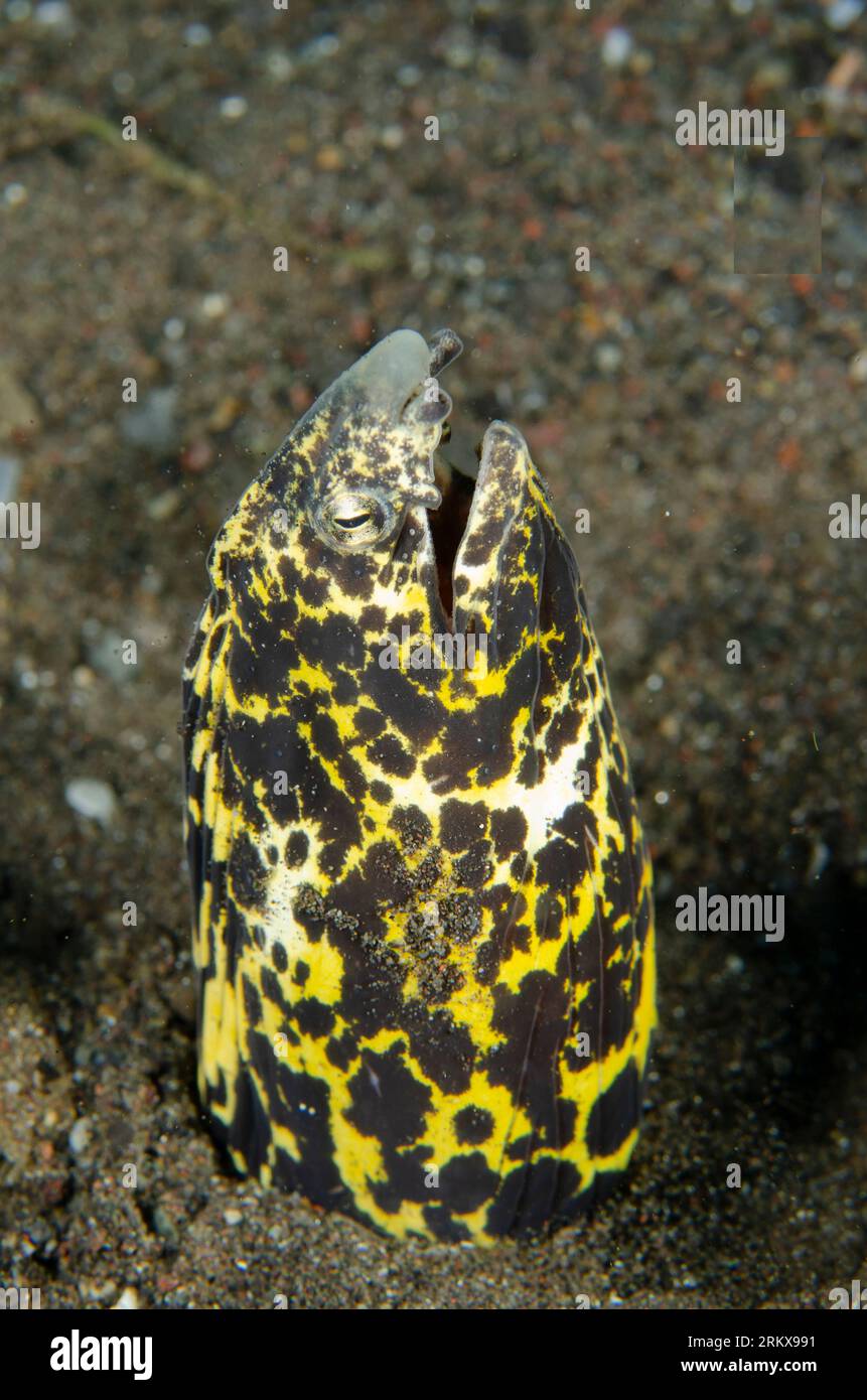 Marbled Snake Eel, Callechelys marmorata, in hole in sand, Segara dive ...
